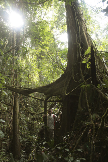 La forêt Amazonienne de bas en haut - Carnet d'aventures en Amazonie ...