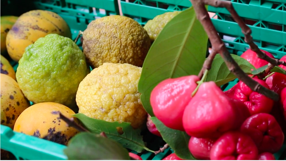 Basse-Terre : visiter autrement les richesses naturelles des Îles de ...