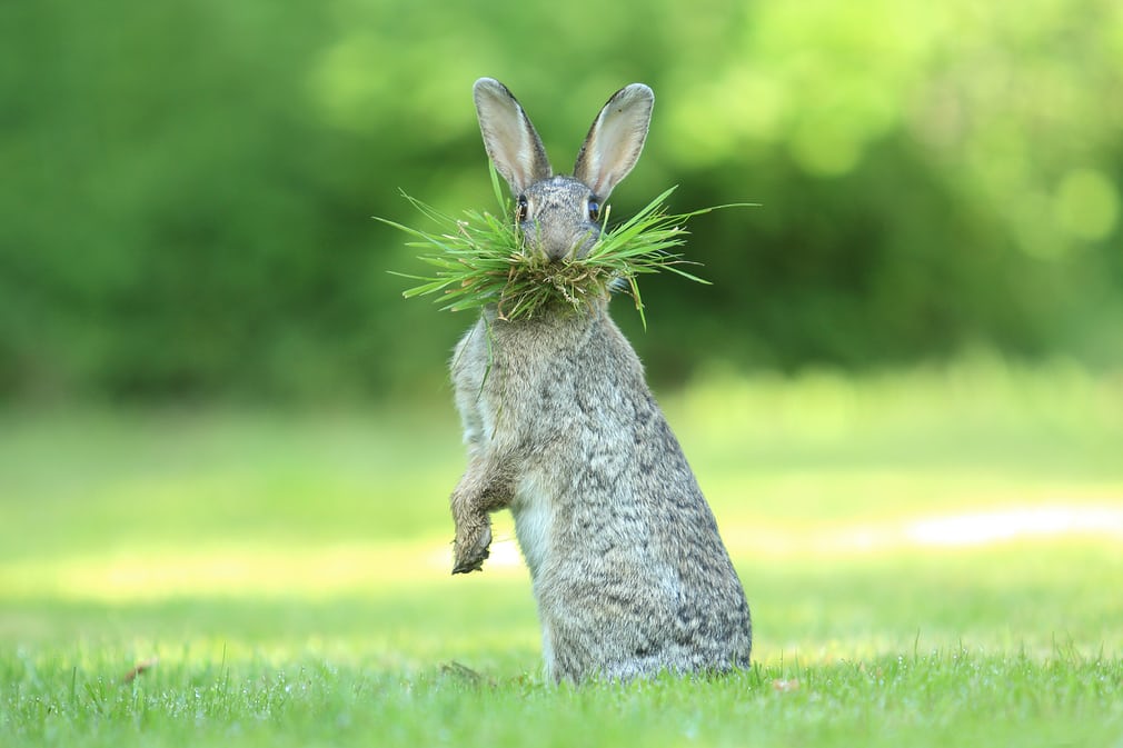 Comedy Wildlife Photo Award - Concours Photos comiques d'animaux ...