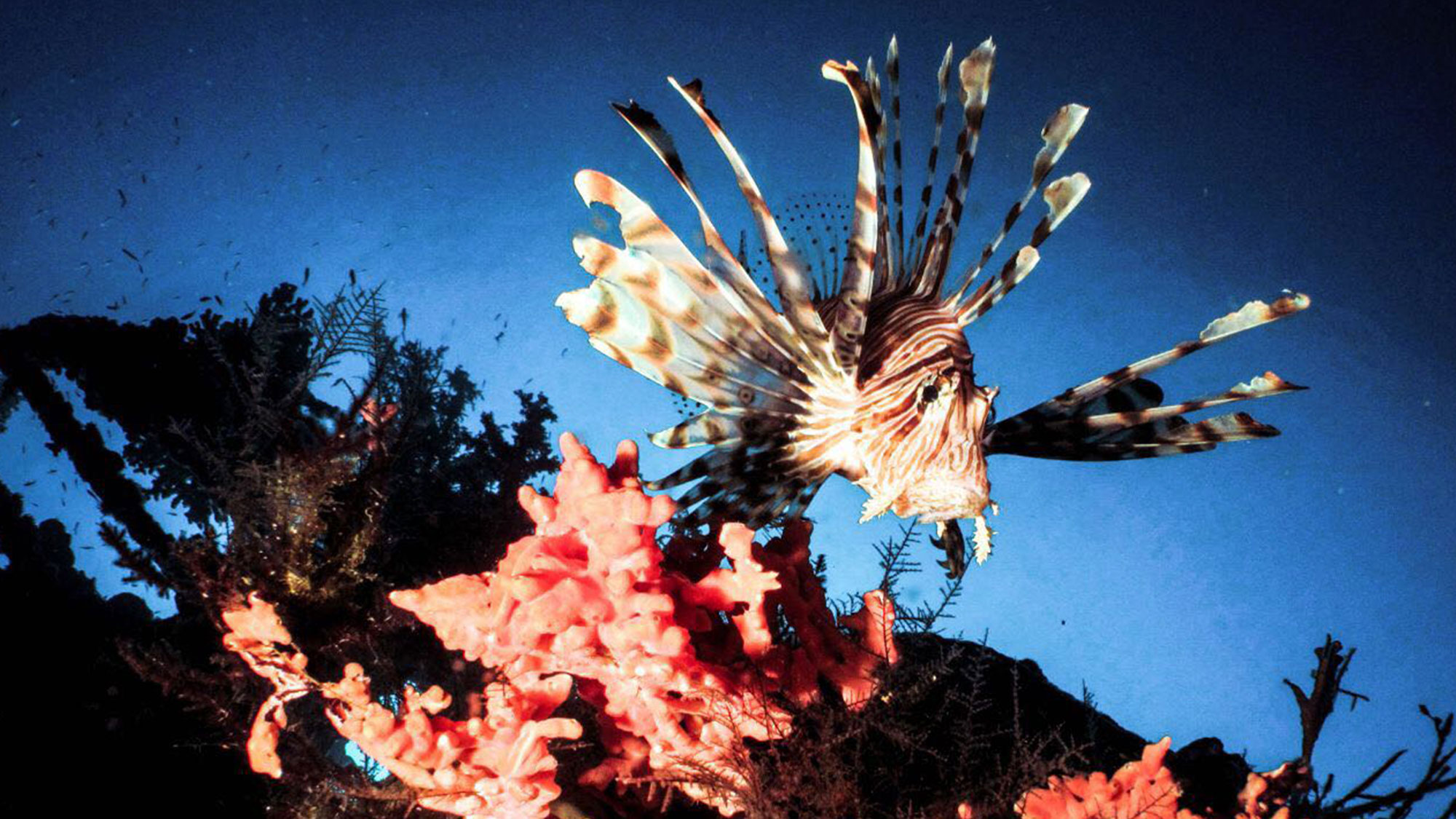 En apnée avec Laurent Ballesta