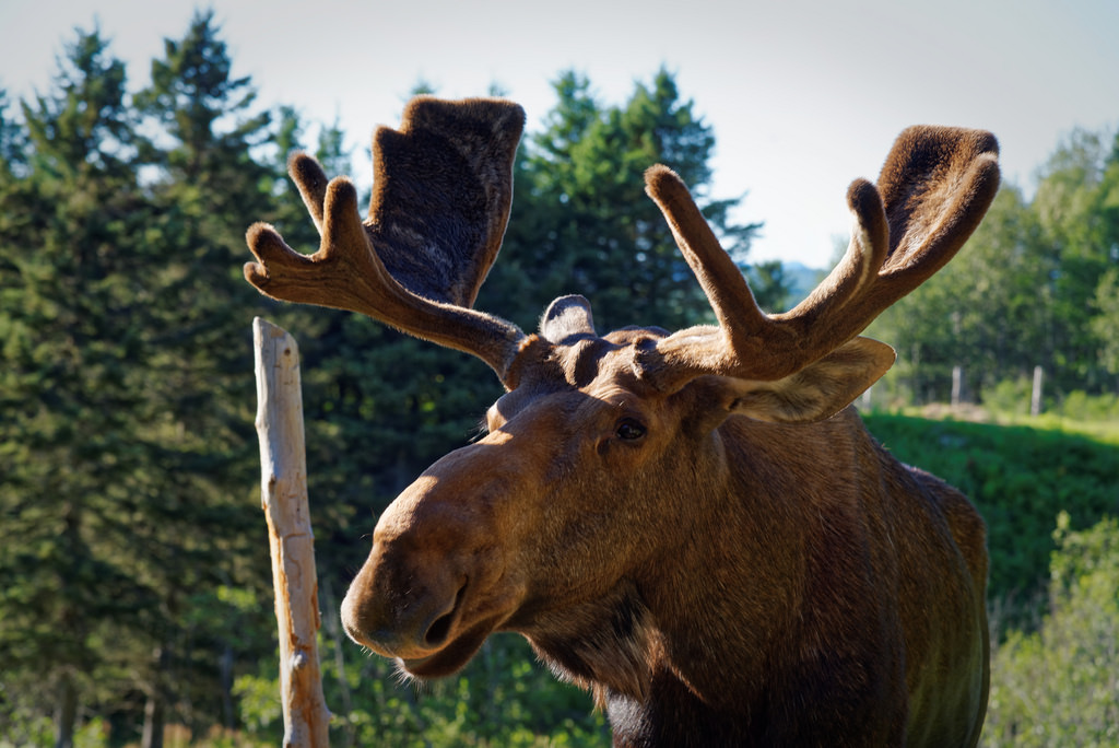 Aventure Écotourisme Québec s’engage avec 1% for the Planet.