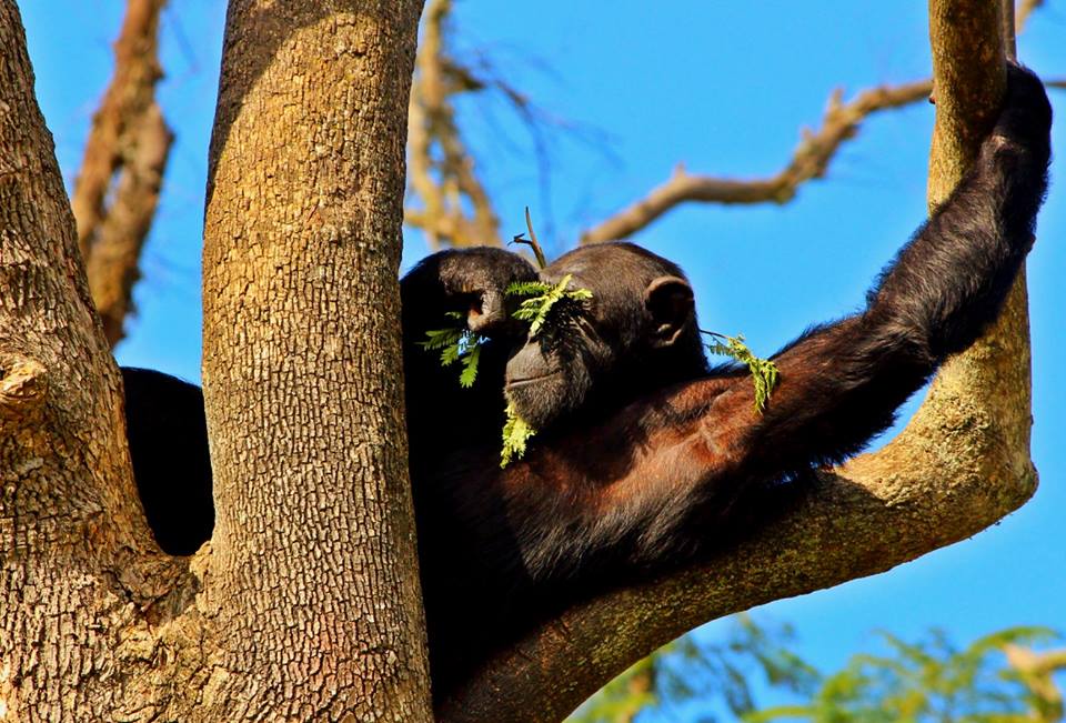 Chimp Eden Jane Goodall - Afrique du Sud