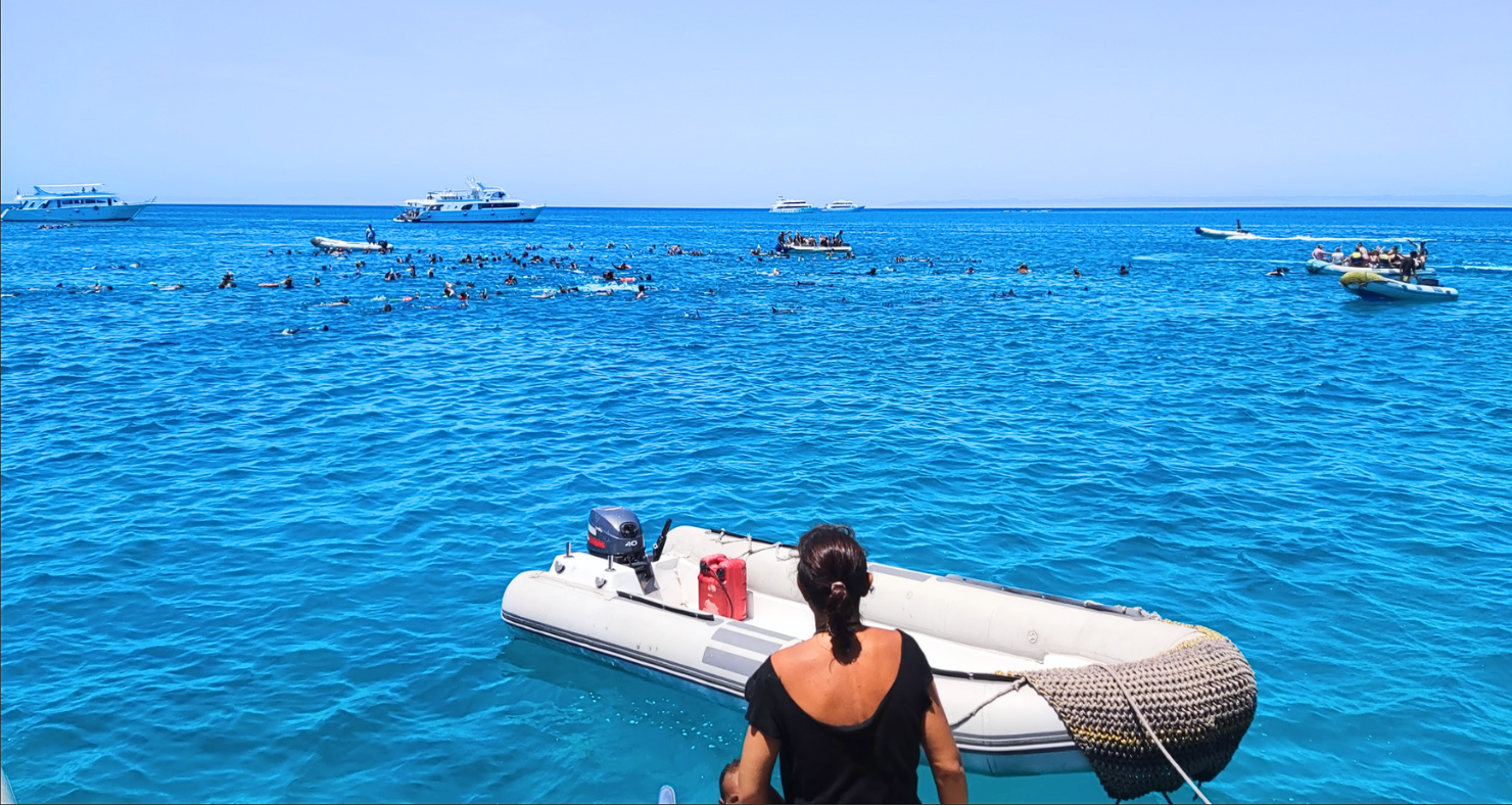 Une bouffée d’air pour les dauphins de Sataya ! L’espoir d’un tourisme ...