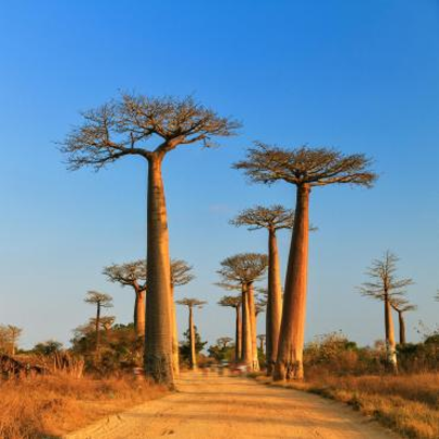 trekking Madagascar - Au pays des baobabs