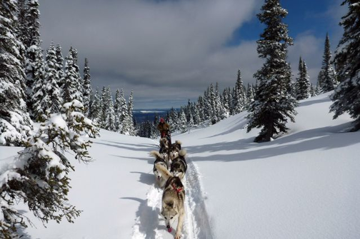 trek Canada - Aventure husky au Québec